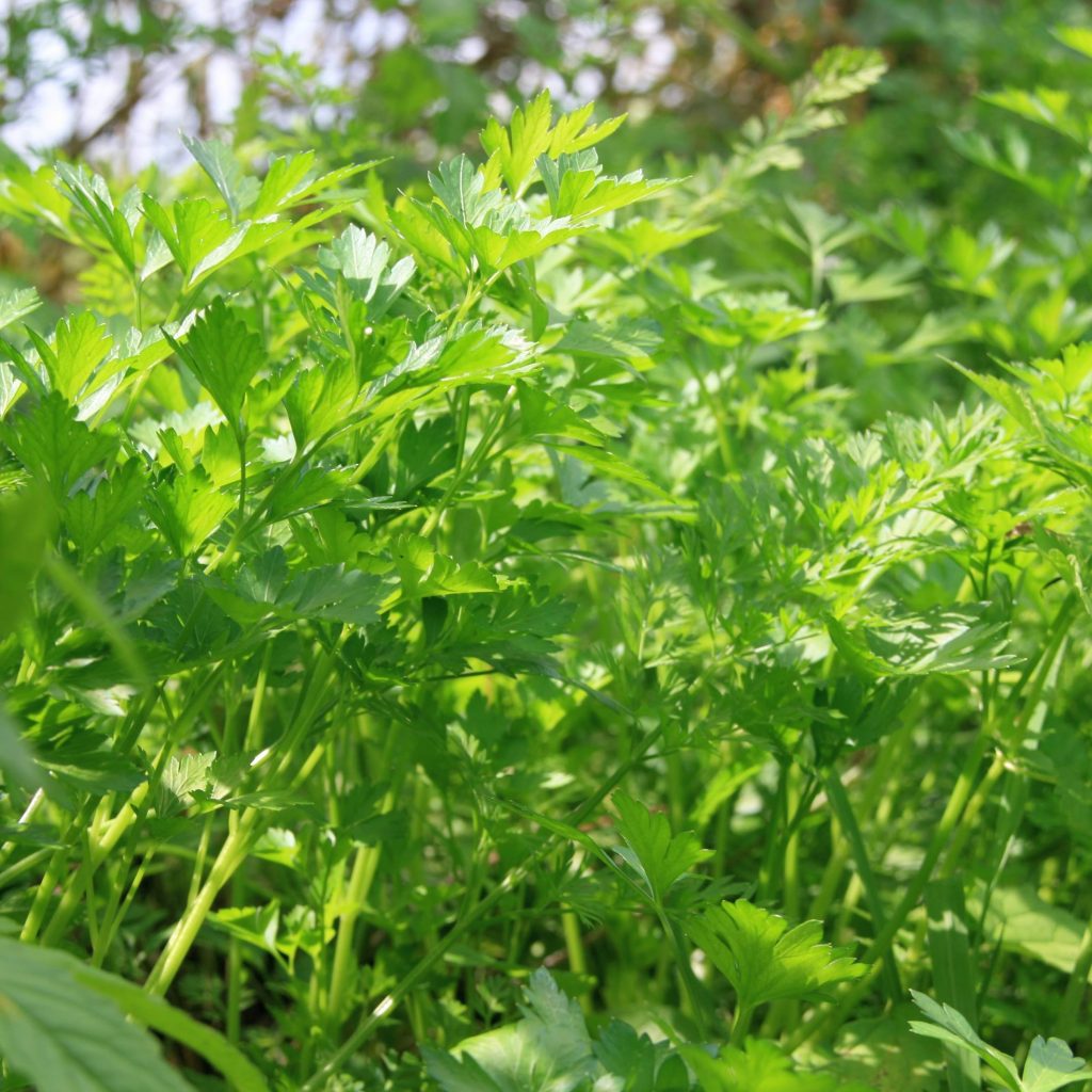 Persil Géant d'Italie - Aromate ancien vigoureux