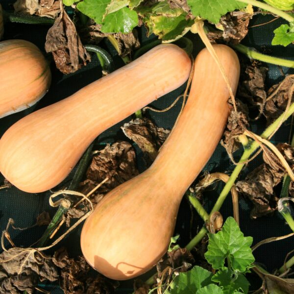 Archives des Courges et Potirons - Mille Variétés Anciennes