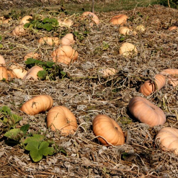 Archives des Courges et Potirons - Mille Variétés Anciennes