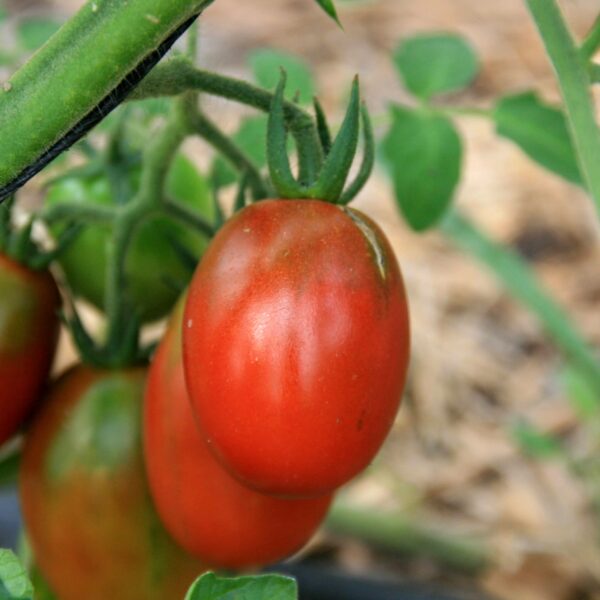 Archives des Tomates - Mille Variétés Anciennes