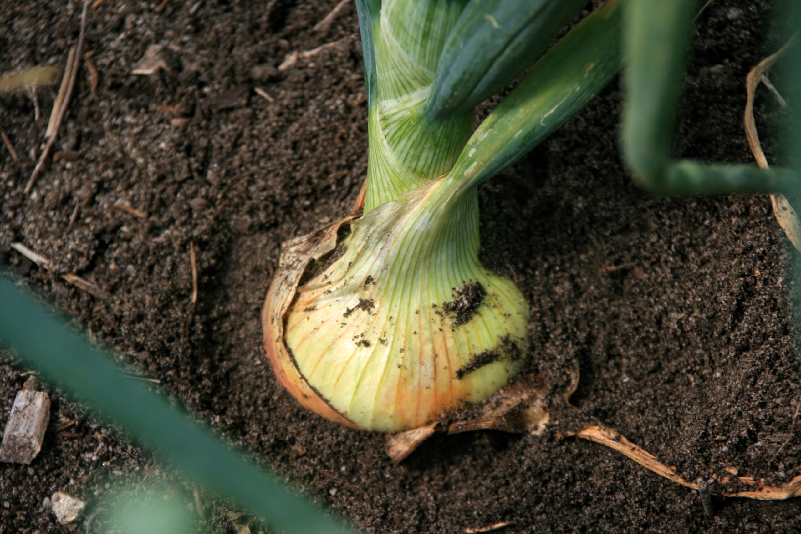 Oignon Jaune de Mazé - Mille Variétés Anciennes