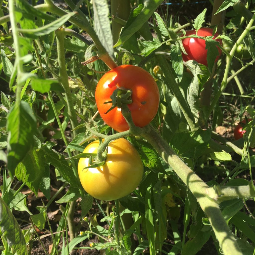 Tomate Budaï Torpe - Mille Variétés Anciennes